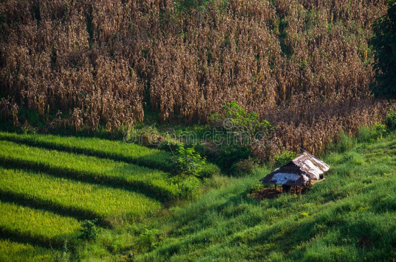 Rice and corn stock image. Image of corn, countryside - 74478851