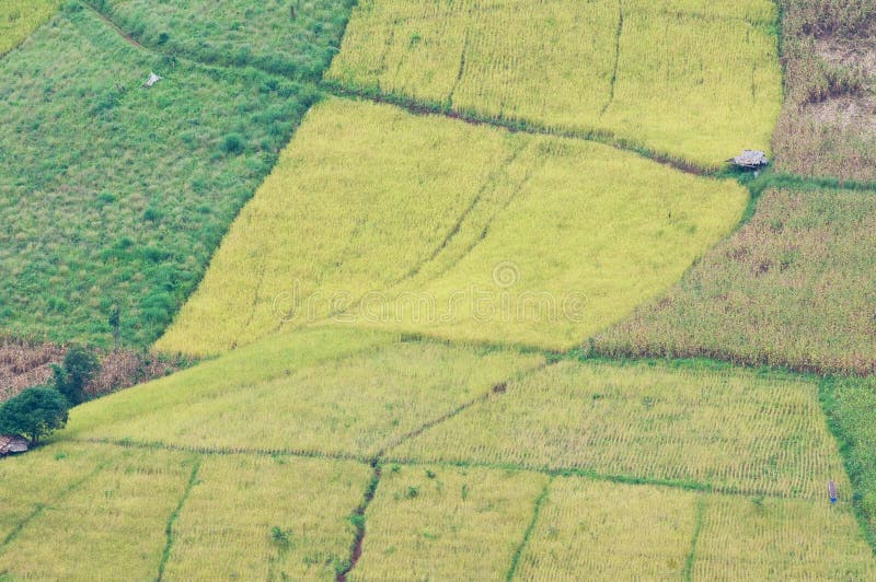 Rice and corn field stock photo. Image of agriculture - 27285830