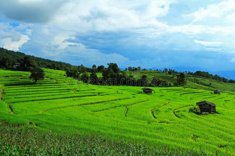 Rice and Corn Field Clear Sky Stock Image - Image of front, agriculture ...