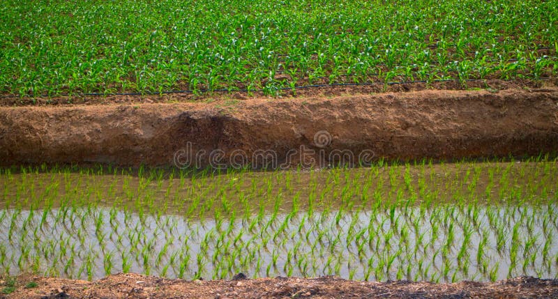 Rice and Corn Farm stock photo. Image of harvest, food - 27769362
