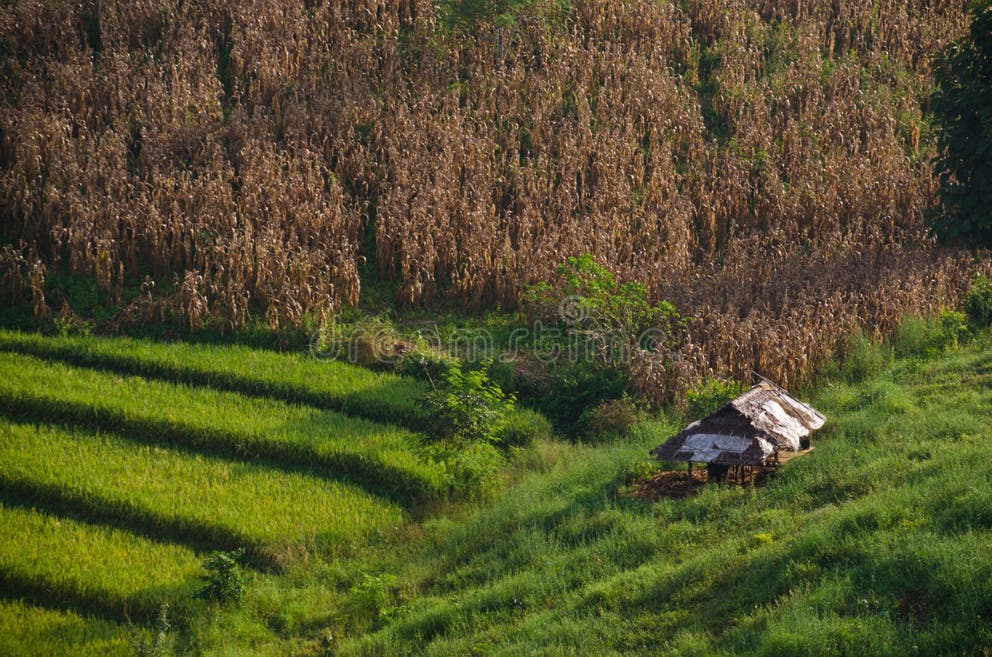 Rice and corn field stock image. Image of fresh, paddy - 61589095