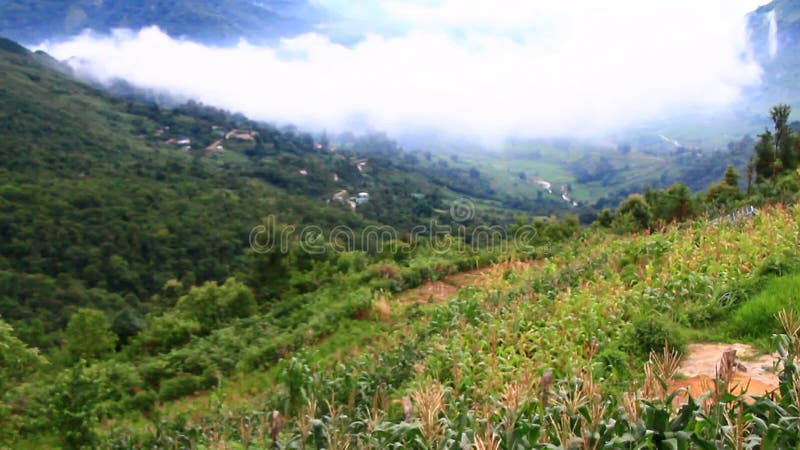 Rice and Corn Fields in the Mountainous Regions Stock Video - Video of ...