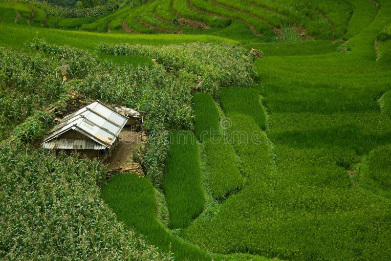 Rice and Corn Fields in the Mountains Stock Image - Image of valley ...