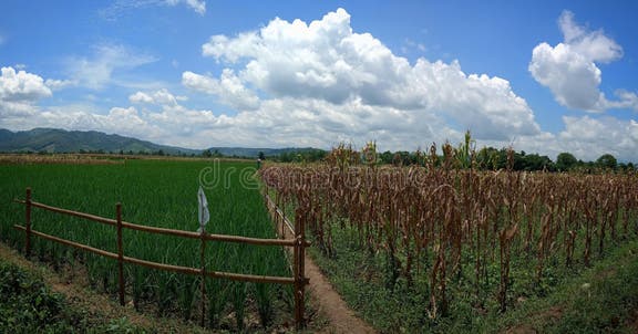 Rice and corn fields photo stock photo. Image of natural - 280555742
