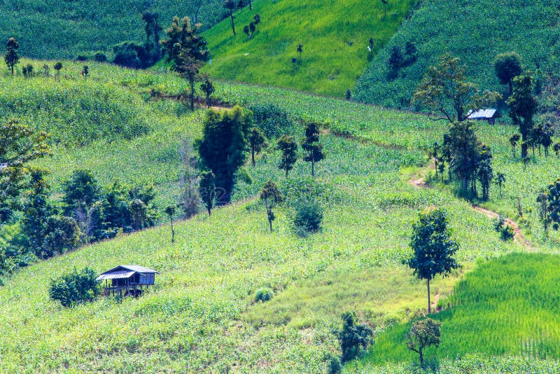 Rice And Corn Growing In Field Stock Photo - Image of corn, green: 41266478