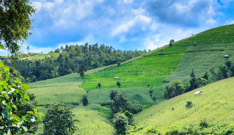 Rice and Corn Growing in Field Stock Image - Image of hill, ground ...