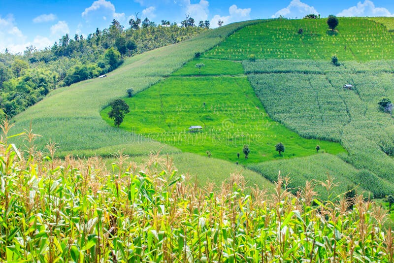 Rice and Corn Growing in Field Stock Photo - Image of farm, ecology ...