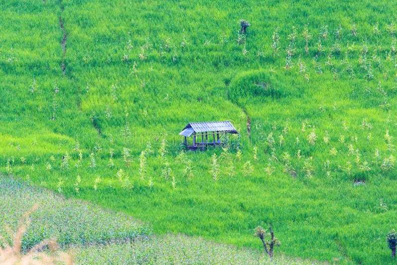 Rice and Corn Growing in Field Stock Image - Image of northern, meadow ...
