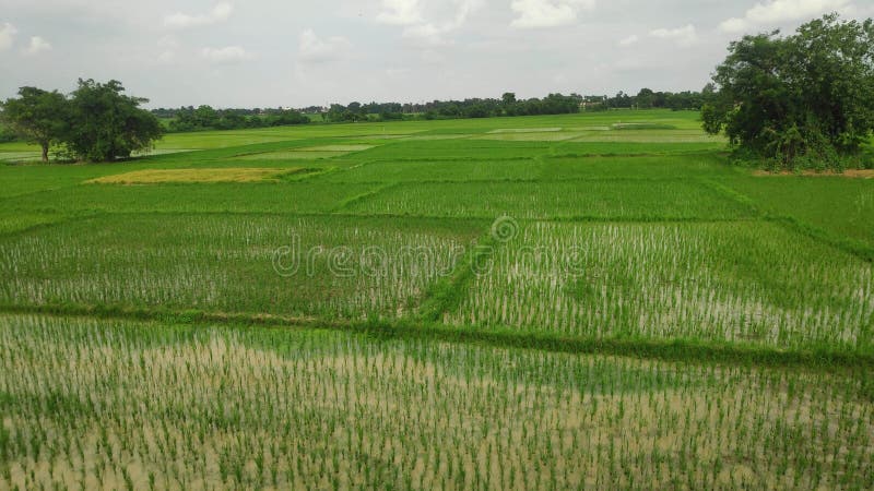 Rice corps stock image. Image of lawn, month, corps - 339412367