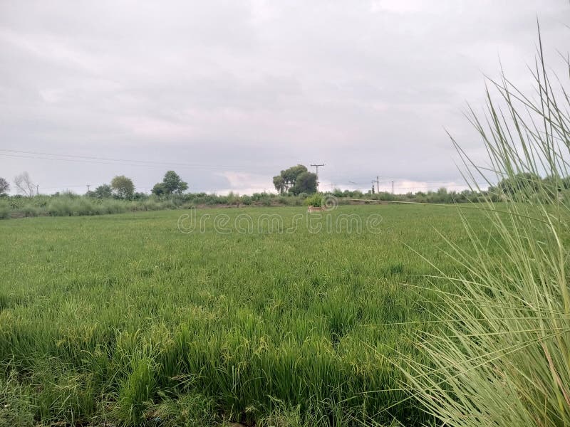 Rice corps field stock photo. Image of view, field, rice - 194703334