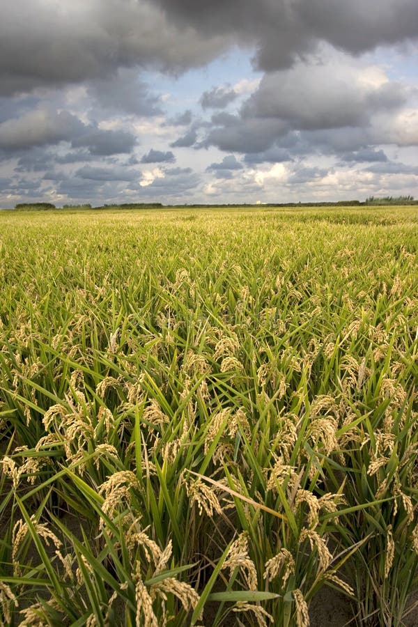Rice crop stock image. Image of vertical, tranquility - 15398517