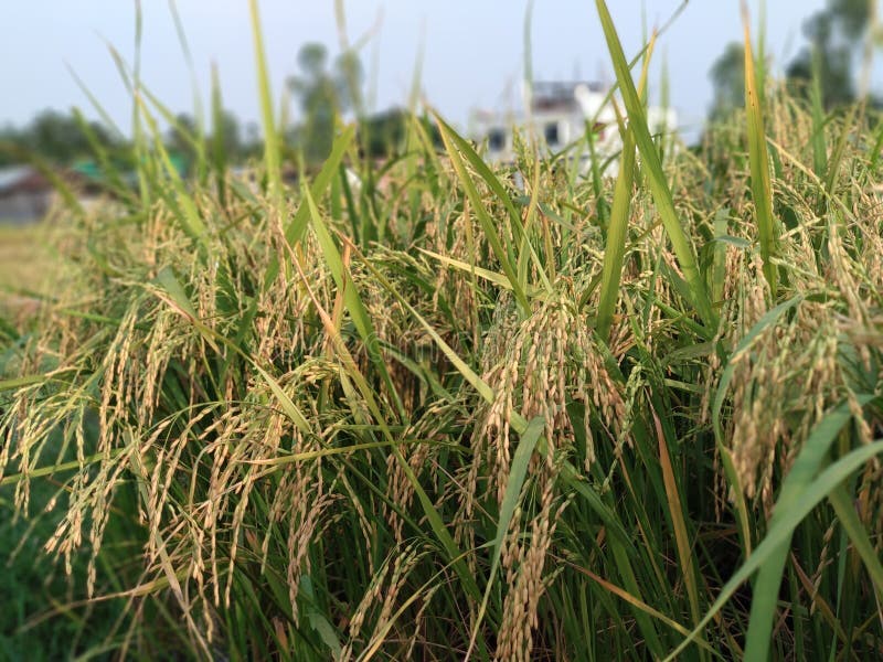 Rice stock photo. Image of hungry, grow, rice, crop - 116462536