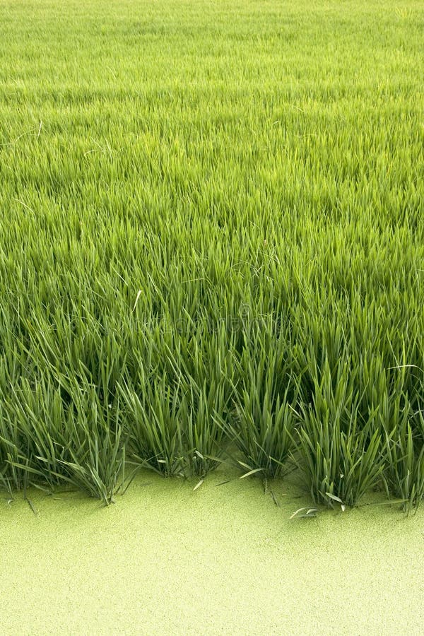 Rice crop stock photo. Image of fields, closeup, landscape - 12094462