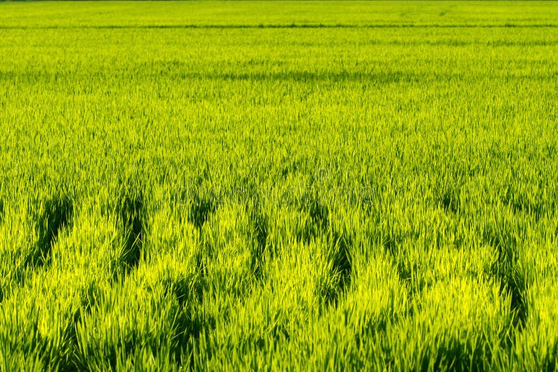 Rice crop stock image. Image of vertical, tranquility - 15398517