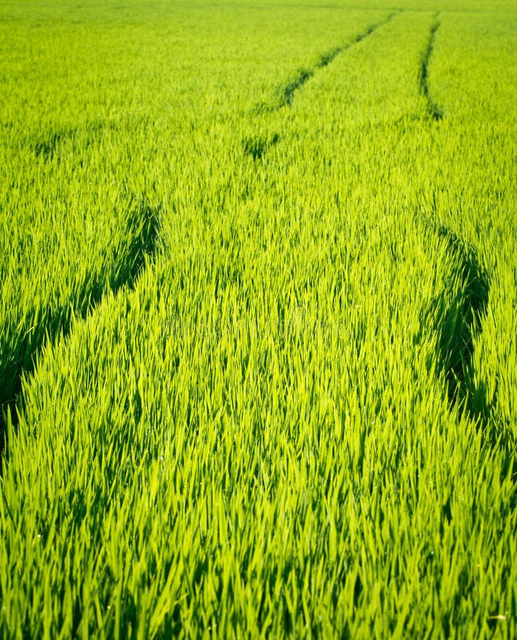 Rice crop stock image. Image of vertical, tranquility - 15398517