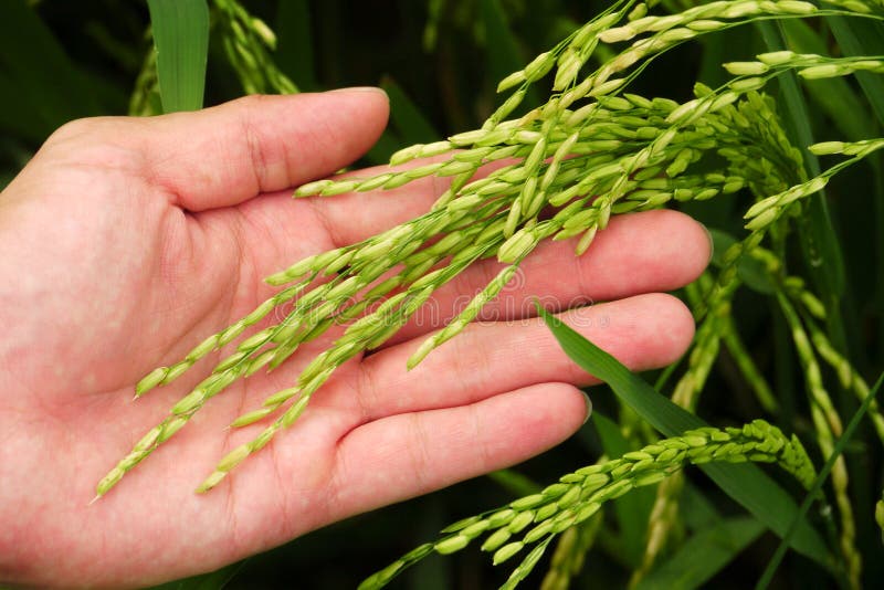 Rice Crop stock photo. Image of hold, food, plant, farm - 24454868