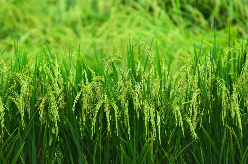 Rice crop stock photo. Image of green, crop, farm, grass - 26929396