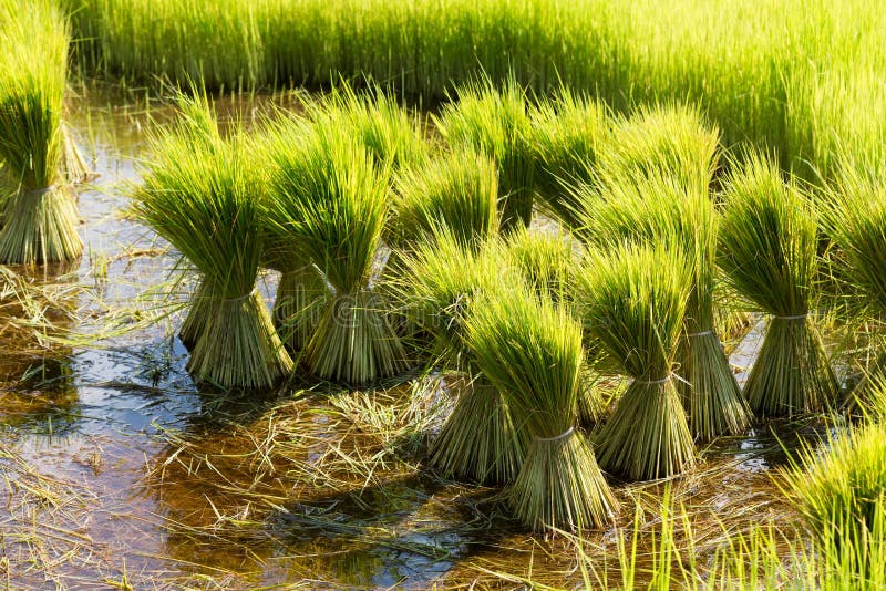 Rice Crop stock image. Image of green, nature, asia, water - 33918231