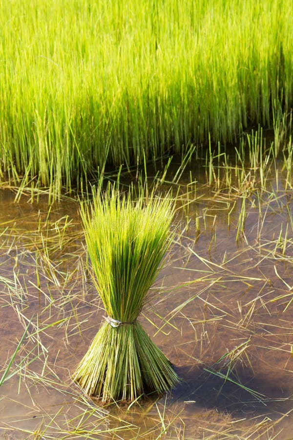 Rice Crop stock photo. Image of green, harvest, asia - 33918334