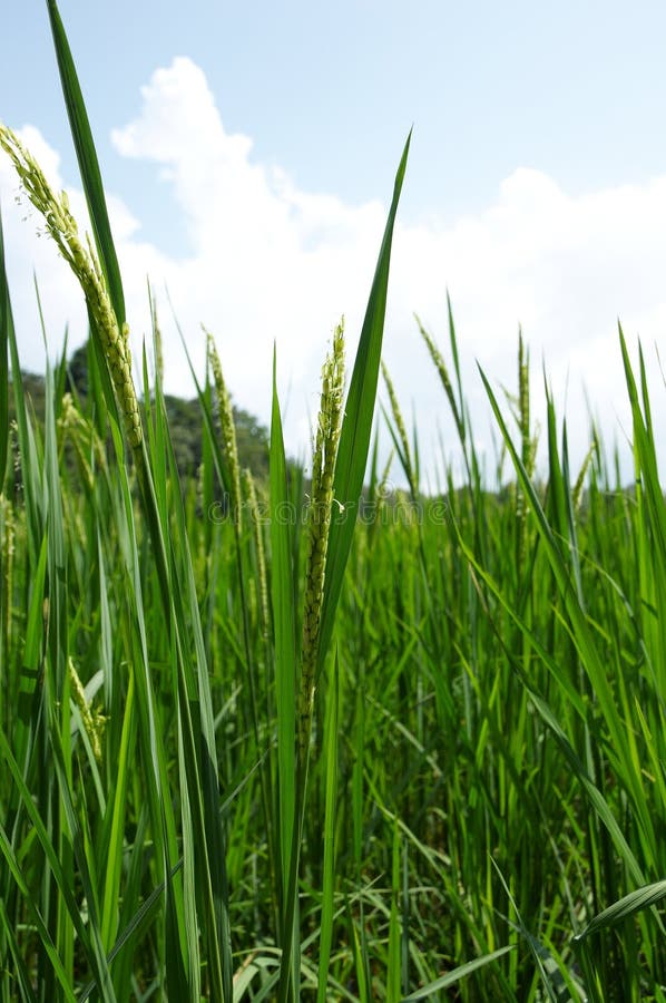 Rice crop close up stock photo. Image of thai, outdoor - 11633526
