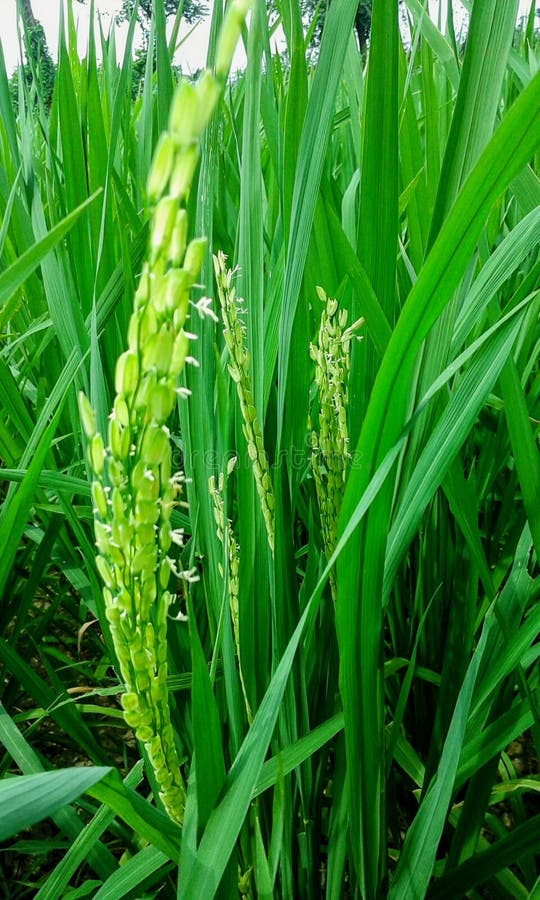 Rice Crop Cultivation Food Grain Paddy Crop Plant Stock Image - Image ...