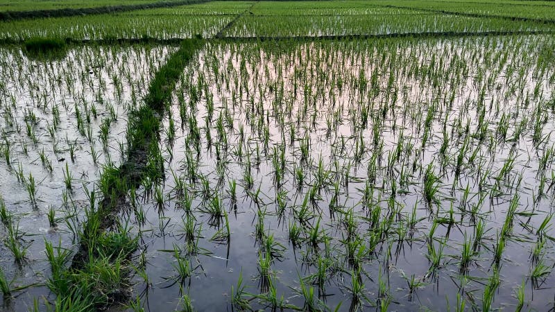 Rice Crop Cultivation Season in Pakistan Stock Video - Video of water ...
