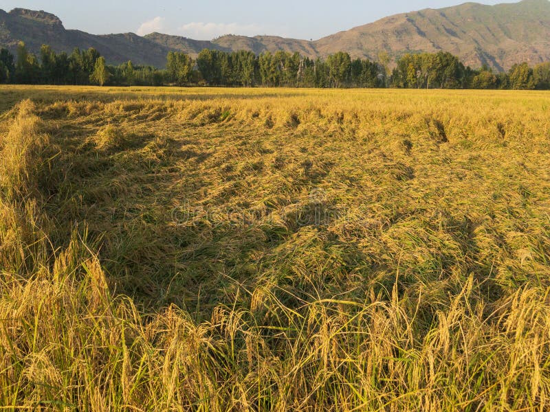 Rice Crop Fall in Heavy Winds Stock Photo - Image of fresh, crop: 232448982