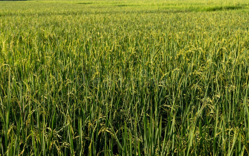 Rice Crop in the Field Closeup View Stock Image - Image of scenery ...