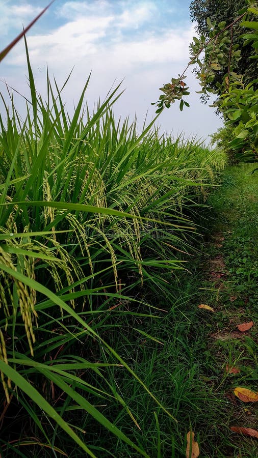 Rice Crop in the Field, Dhan Stock Photo - Image of dhan, iron: 196923606