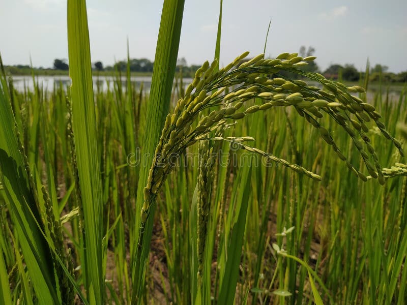 Rice crop field stock image. Image of green, crop, rice - 162410841