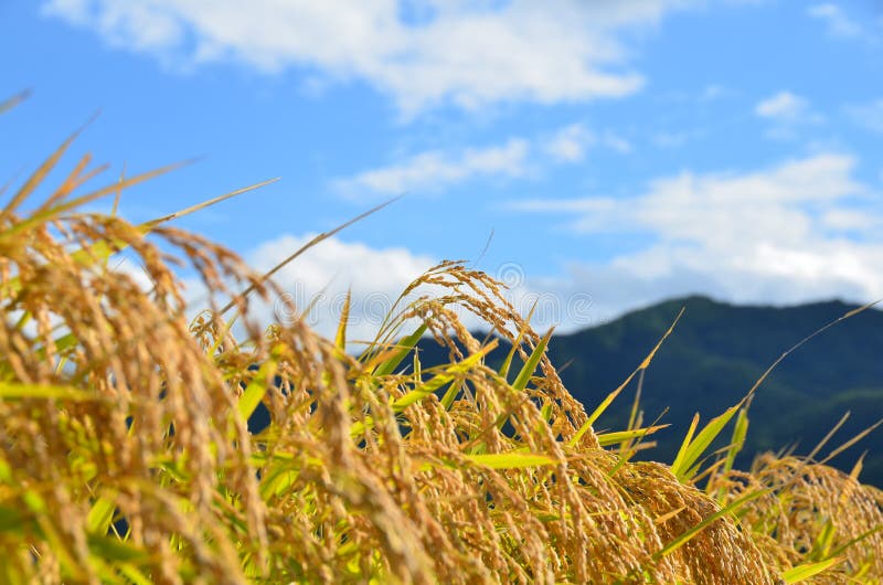 Rice crop field scenary stock photo. Image of mountain - 26963342