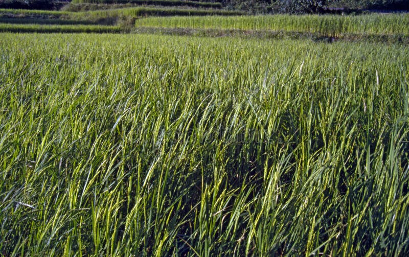 Rice Crop in Full Bloom in India Stock Photo - Image of leaf, farm ...