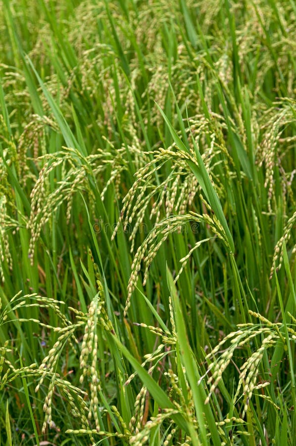 Rice crop stock image. Image of meadow, green, grain - 49216593