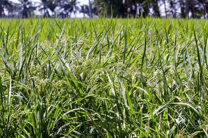Rice crop stock photo. Image of land, farming, leaves - 62678834