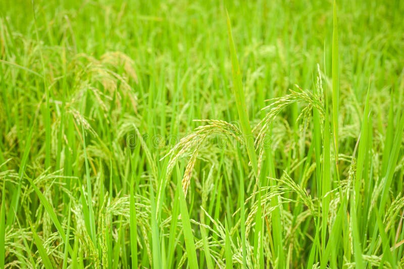 Rice Crop Growing on Plantation. Agriculture Background of Field Stock ...