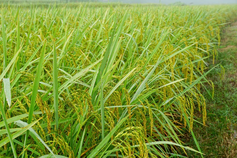 Rice Crop Growing on Plantation. Agriculture Background of Fields and ...