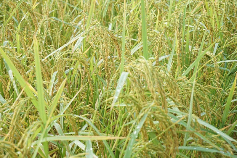 Rice Crop Growing on Plantation. Stock Image - Image of grass, crop ...