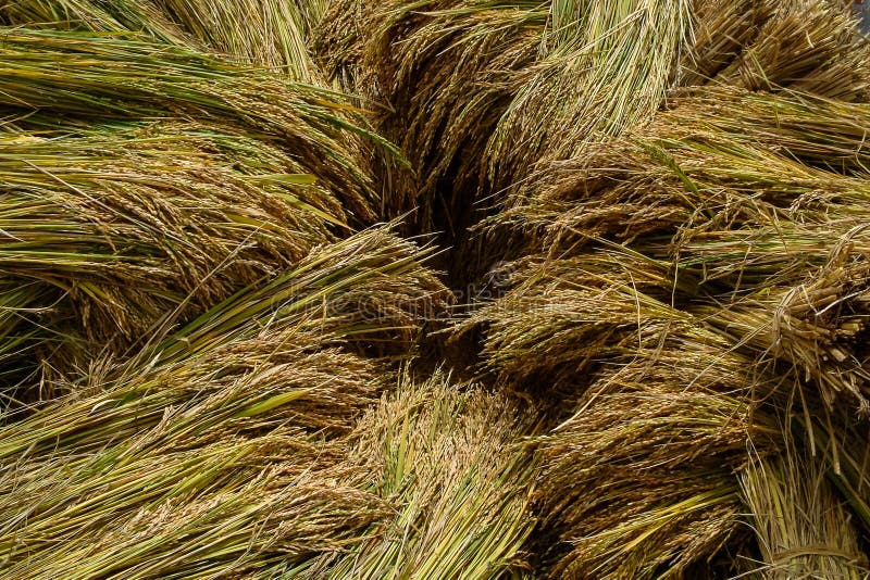 Rice crop stock photo. Image of farmland, campaign, growth - 38444976