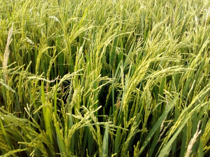 The Rice Crop stock image. Image of pleasant, crop, view - 88490569