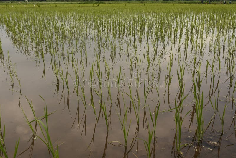282 Rice Crop Pakistan Stock Photos - Free & Royalty-Free Stock Photos ...