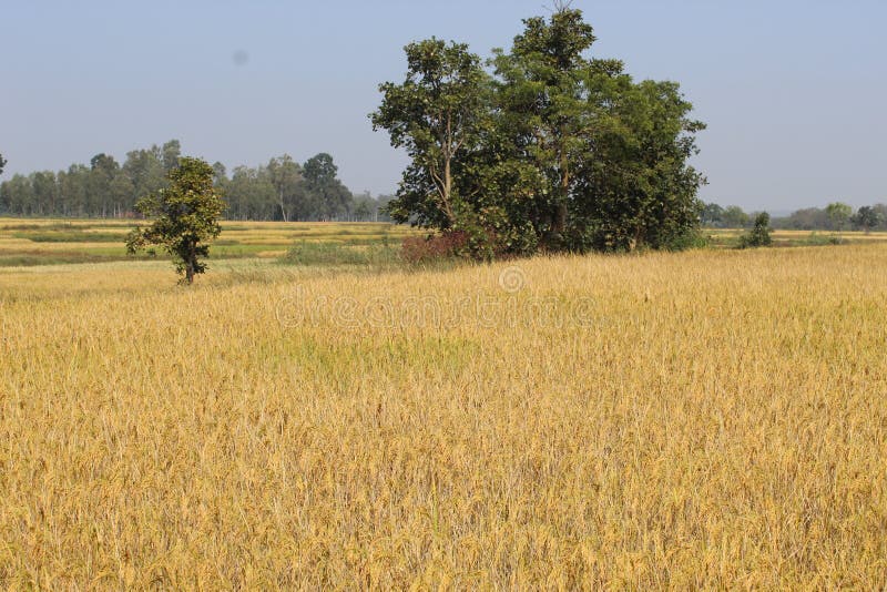 Rice Crop Production in Odisha,2019 Stock Image - Image of north ...