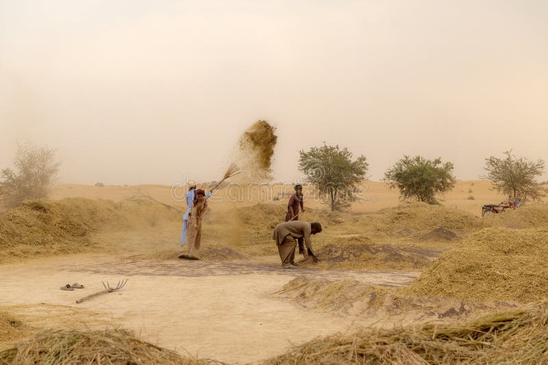 Rice crop in punjab editorial stock photo. Image of chaff - 273004048
