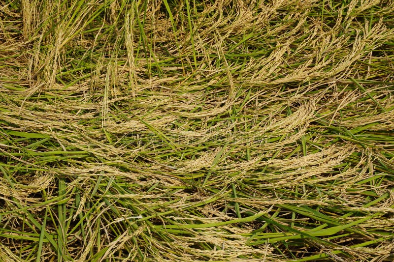 The Rice Crop Ready for Harvest Stock Photo - Image of ready, harvest ...