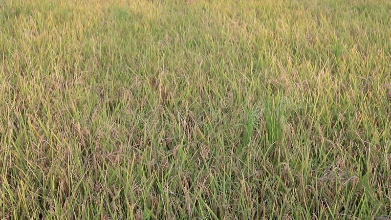 Rice Crop Ready for Harvesting Stock Video - Video of agriculture ...