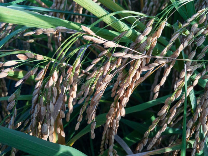 Rice Crop Ripening in the Fields Stock Photo - Image of seed, industry ...