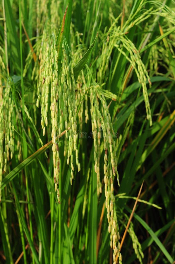 Rice crop stock image. Image of scene, green, growth - 31443749