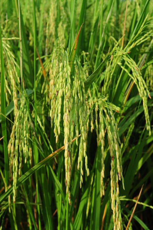 Rice crop stock photo. Image of plant, rural, scene, tranquil - 31443754