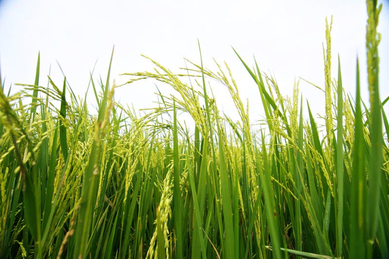 Rice crop stock photo. Image of landscapes, outdoors - 30200878