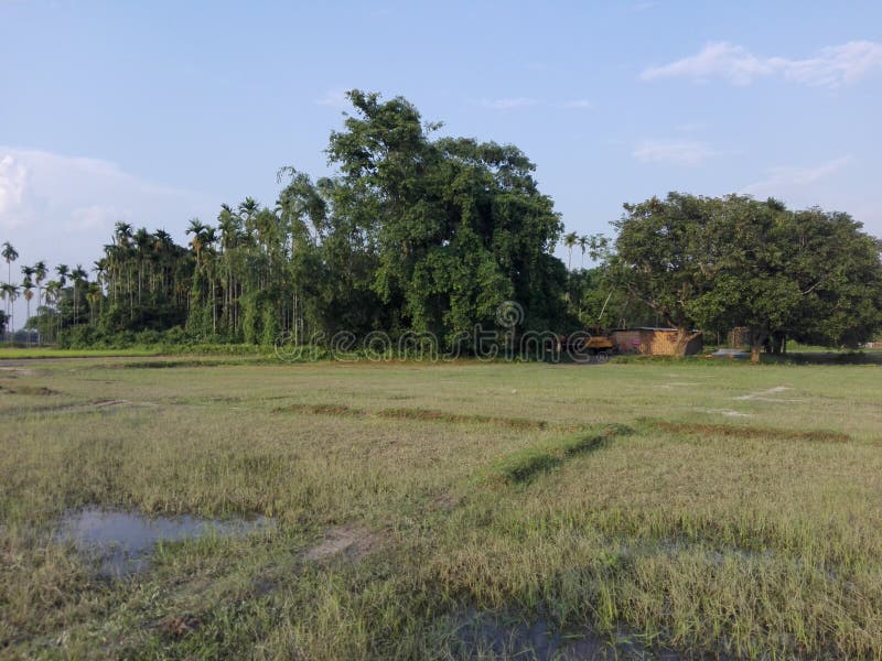 Paddy field stock image. Image of village, rice, field - 124324537