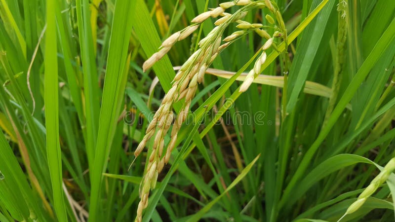 Rice crops stock image. Image of green, farm, organic - 140531891
